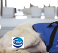 Ceva Spain