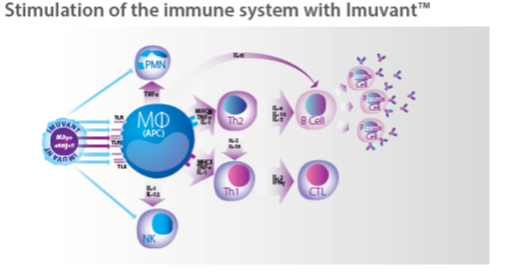 Hyogen / Vaccines / Swine / Ceva United Kingdom