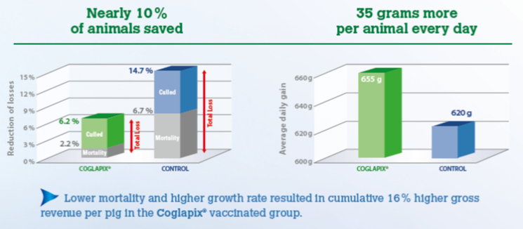 COGLAPIX / Vaccines / Swine / Ceva United Kingdom