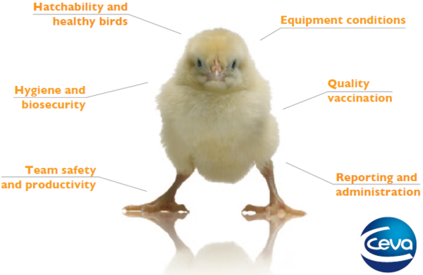 Hatchery Vaccination Program / Vaccination Programs / Vaccination ...